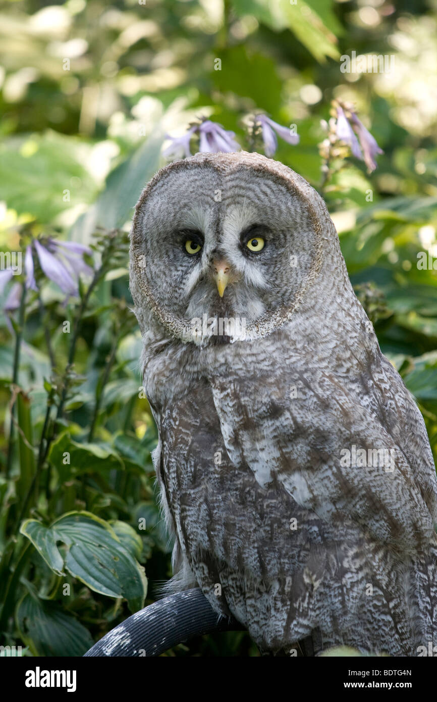 Great Gray owl Stock Photo - Alamy