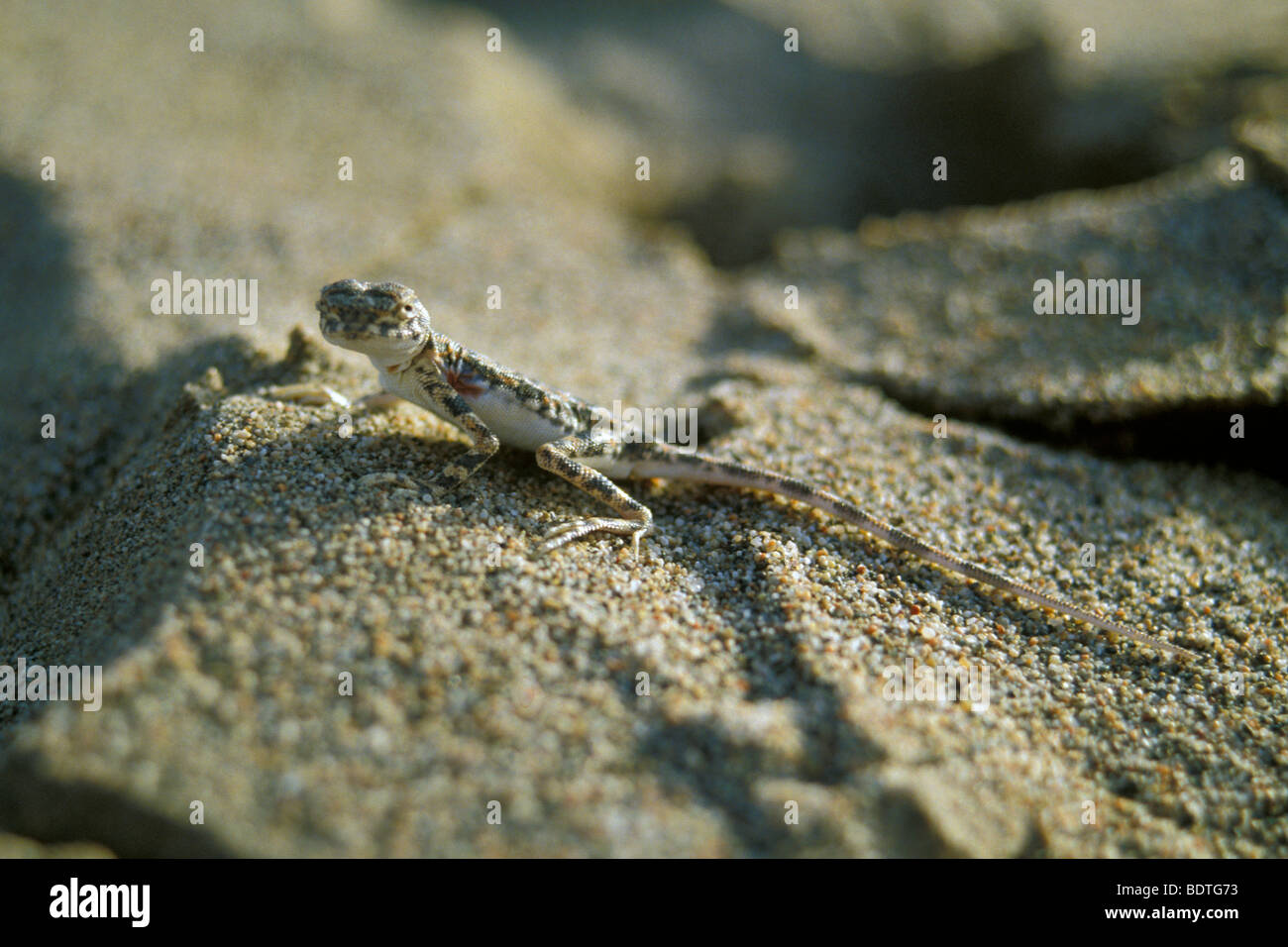 silk road, china, taklimakan desert, salamander Stock Photo - Alamy