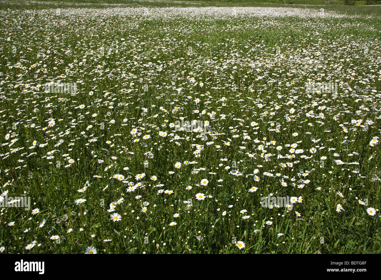 Daises hi-res stock photography and images - Alamy