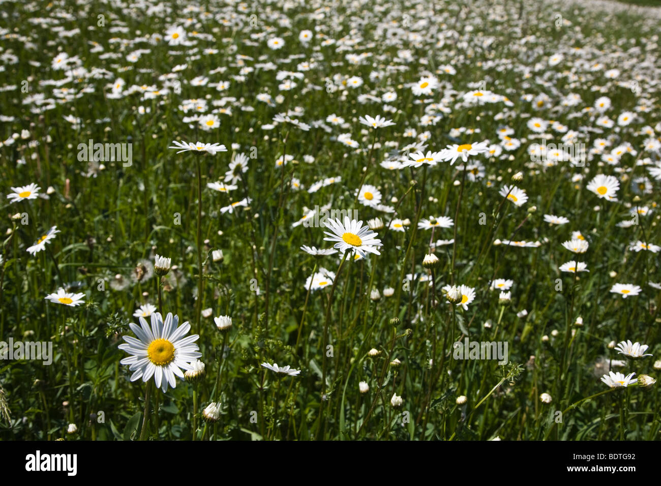 Field of wild daises Stock Photo - Alamy