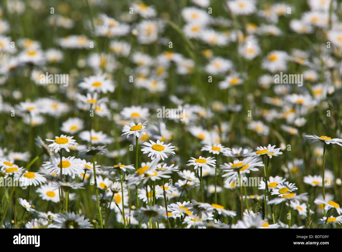 Field of wild daises Stock Photo - Alamy