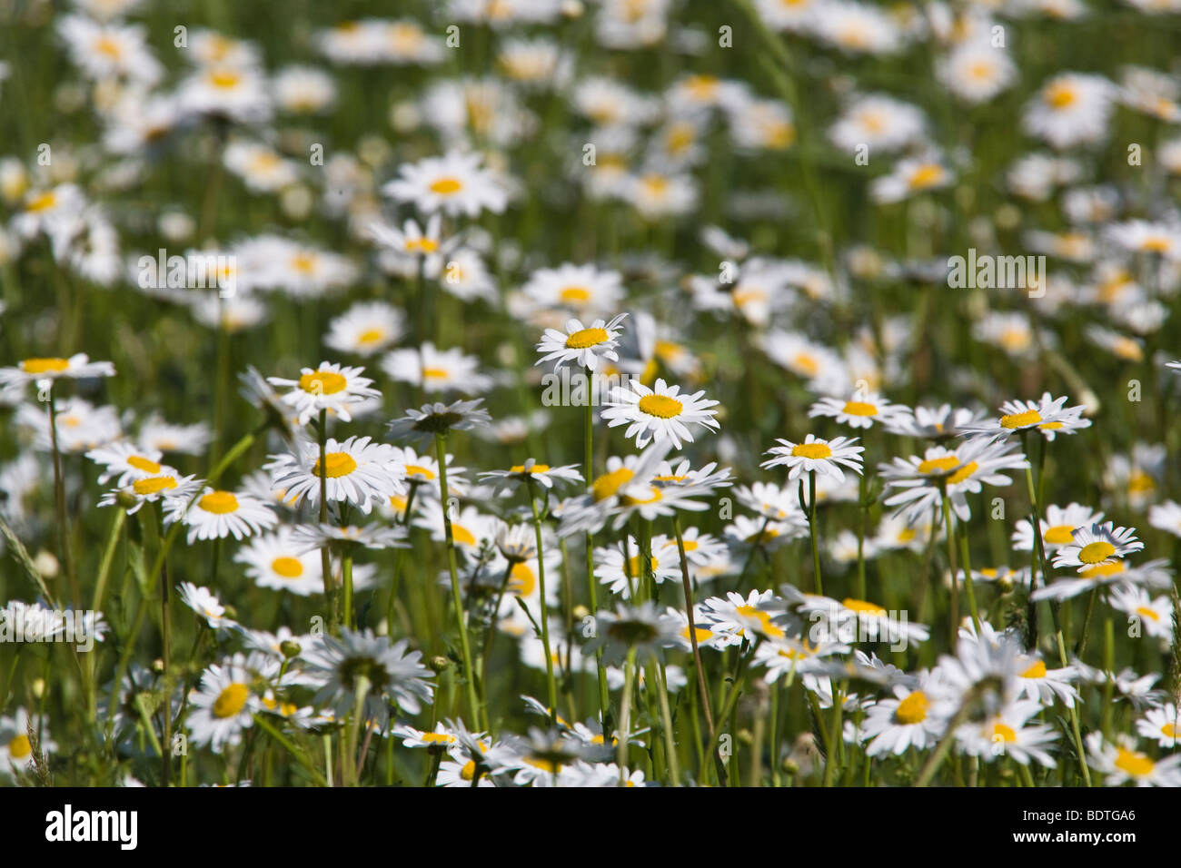 Field of wild daises Stock Photo - Alamy