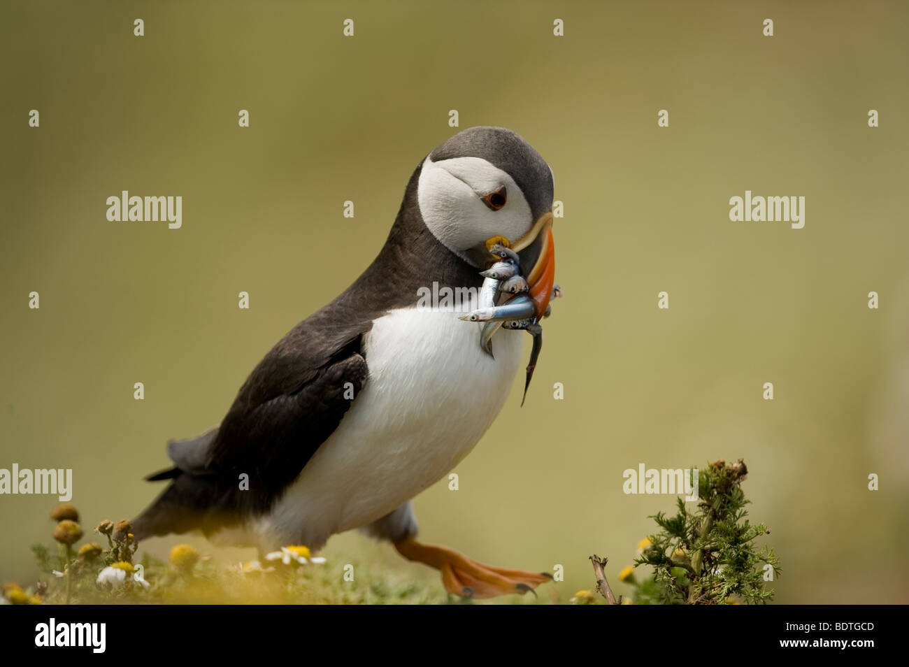 Puffin with fish (Fratercula arctica Stock Photo - Alamy