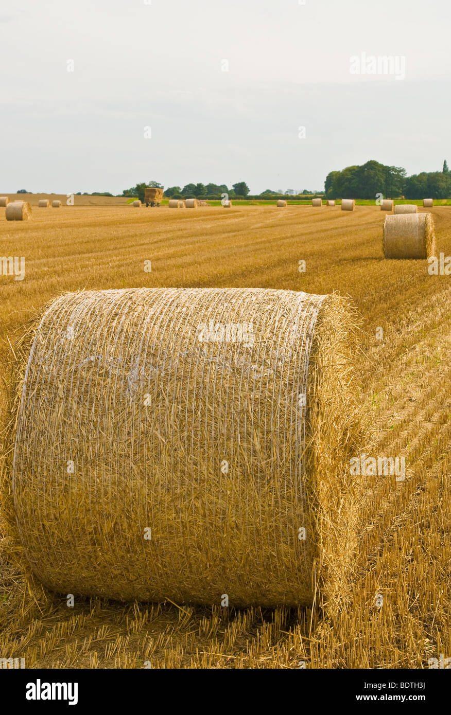 Straw For Sale West Yorkshire at Michelle Burgess blog