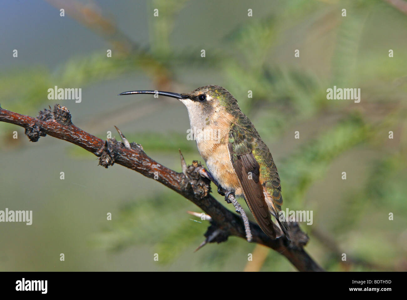 Lucifer hummingbird hi-res stock photography and images - Alamy