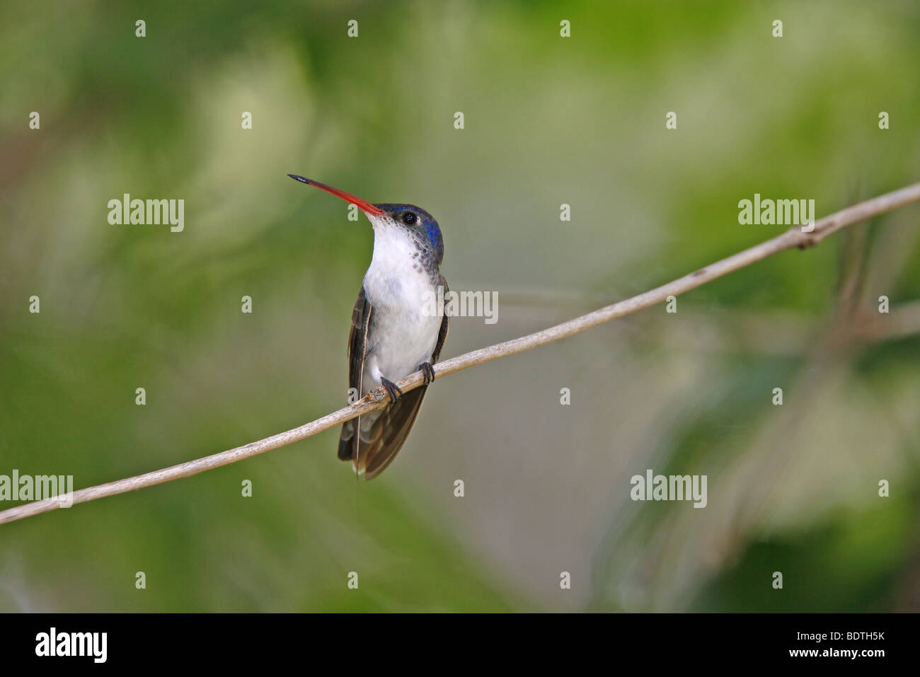 Violet crowned hummingbird hi-res stock photography and images - Alamy