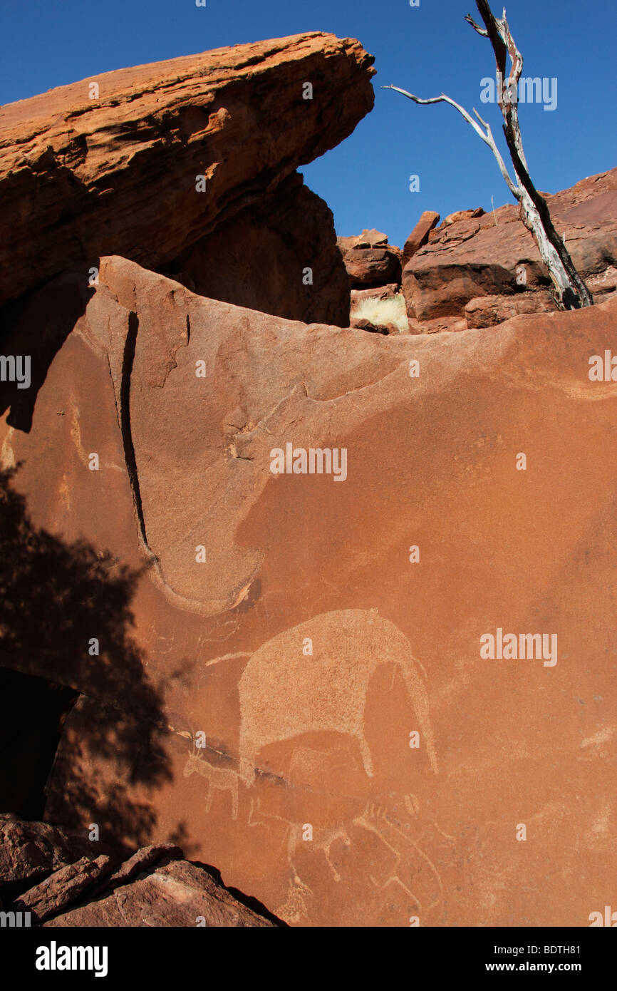 Ancient bushman carvings (Petroglyphs) at Twyfelfontain in Damaraland ...