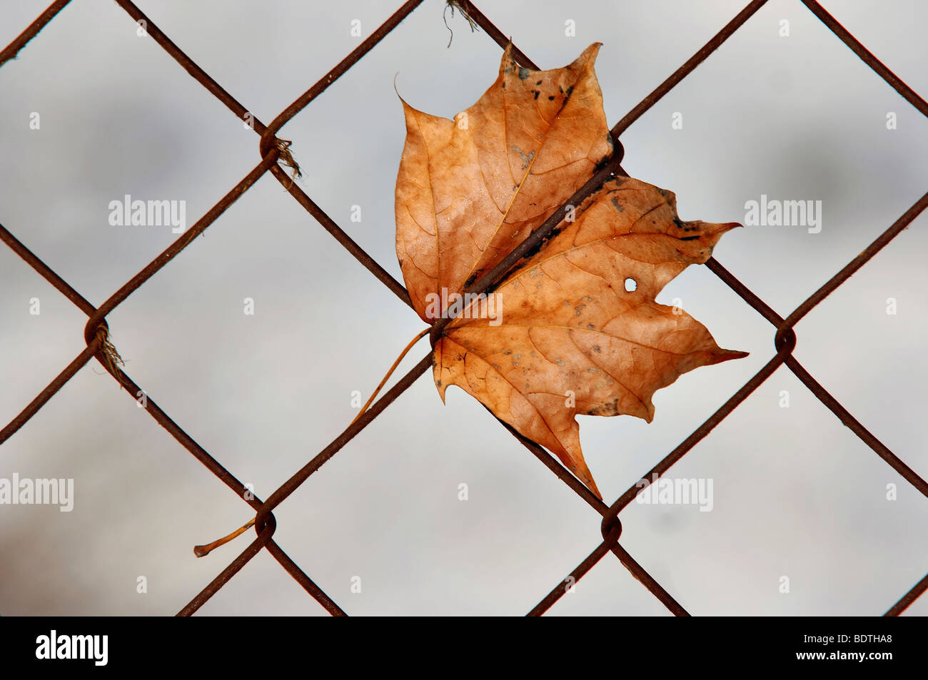 Autumn maple leaf in wire fence Stock Photo - Alamy