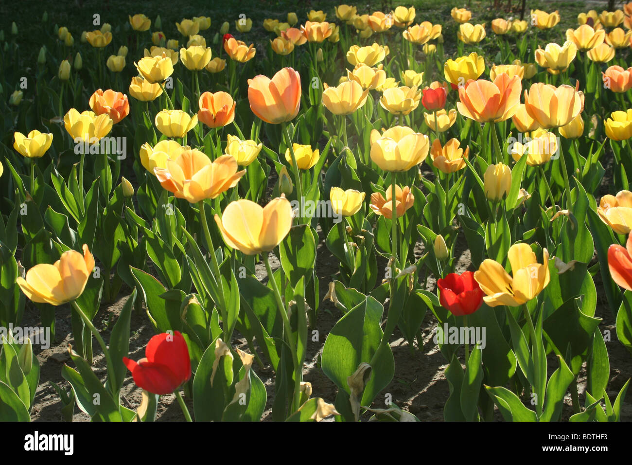 Tulips in bloom in Chinese park Stock Photo - Alamy