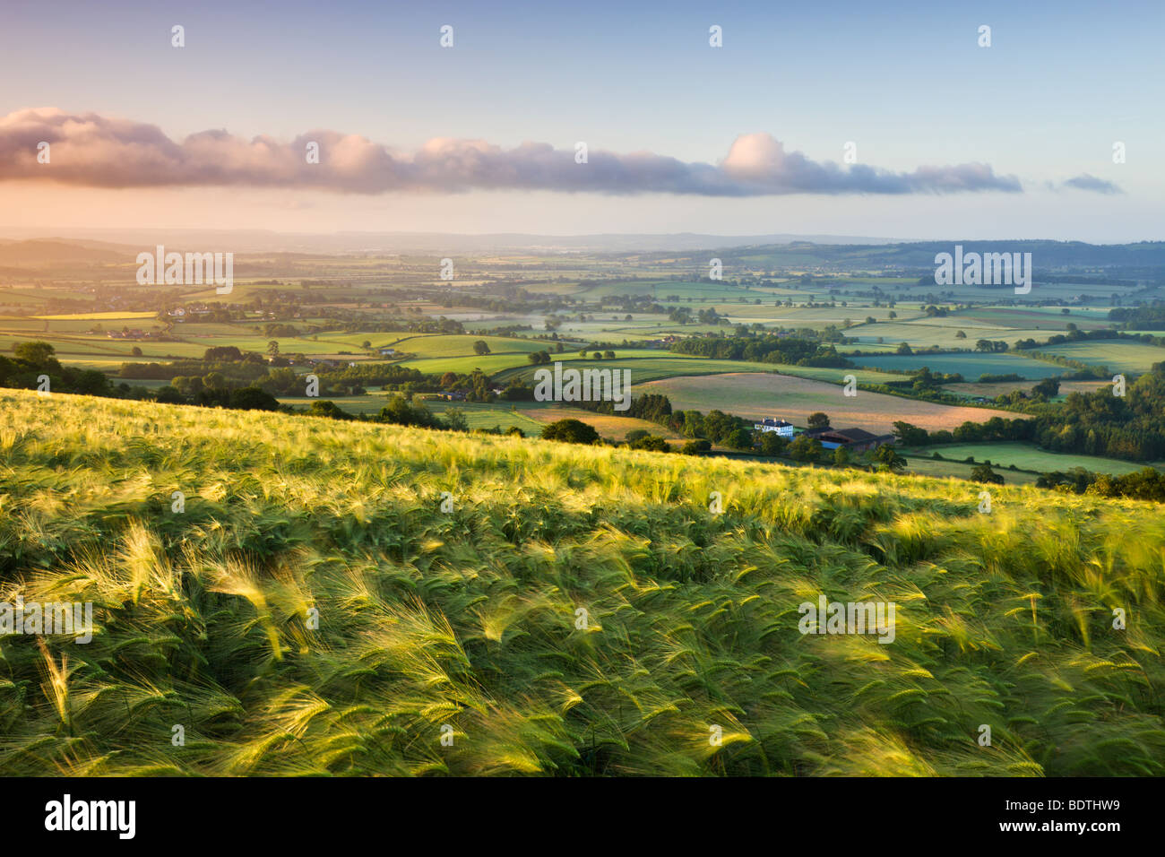 Golden ripened barley growing in hi-res stock photography and images ...