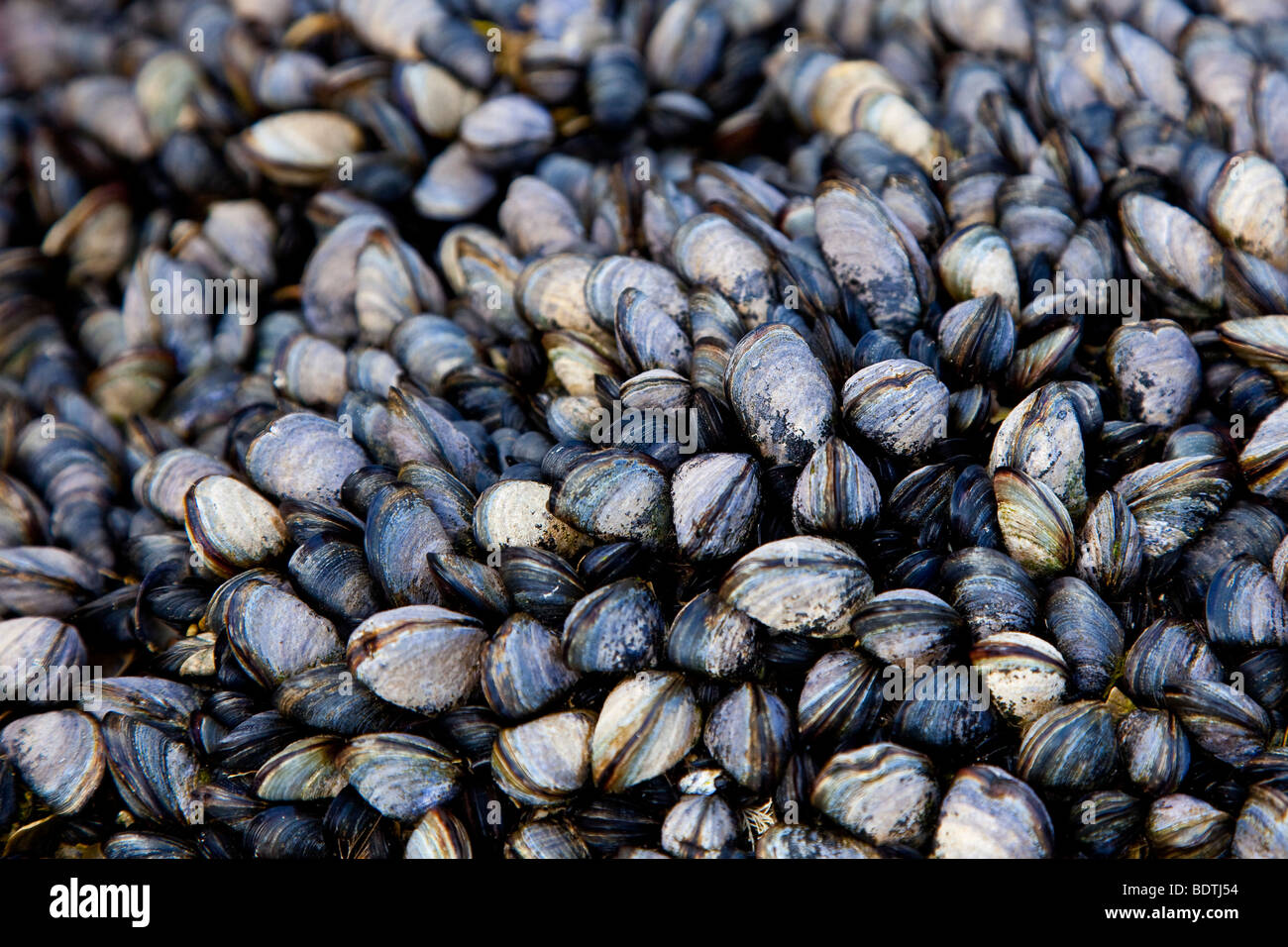 Mussels North Cornwall Coast England Great Britain UK Stock Photo - Alamy
