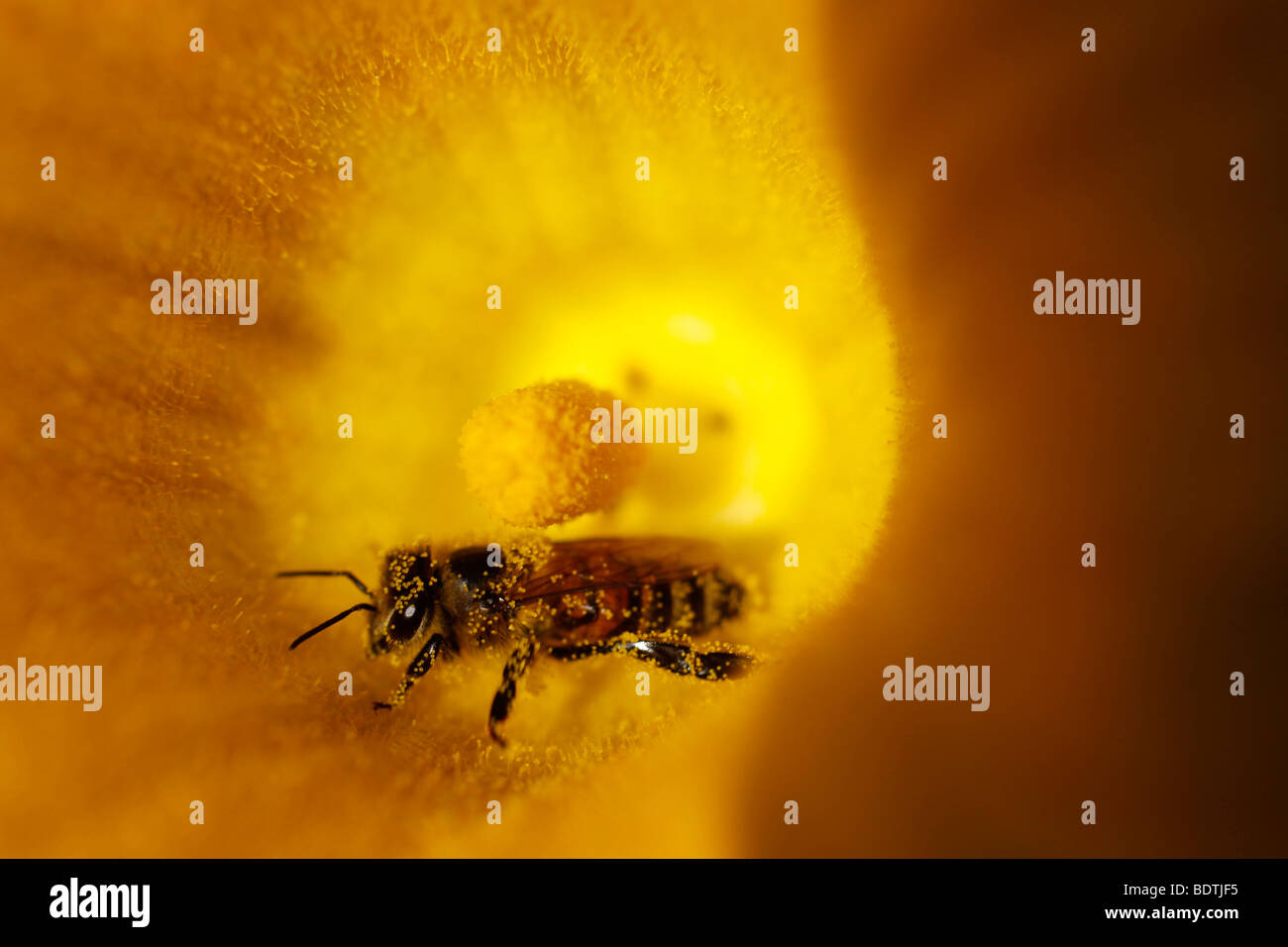 Visible pollen hi-res stock photography and images - Alamy