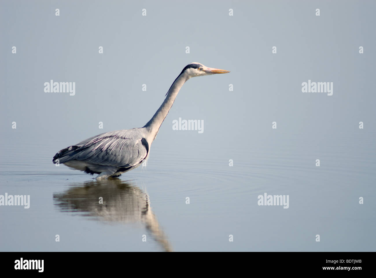 Bird with fish in beak Cut Out Stock Images & Pictures - Alamy