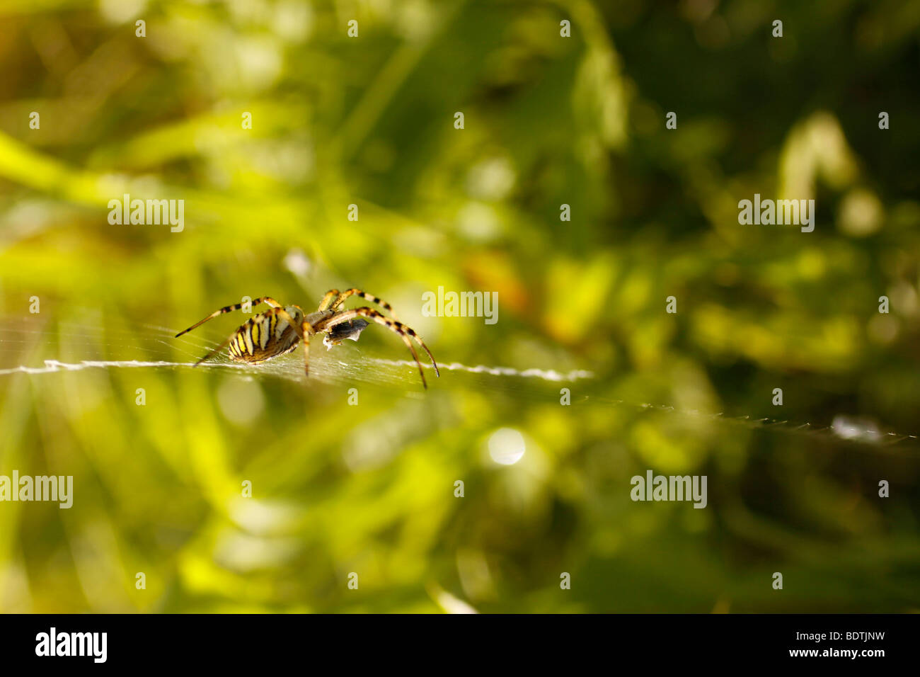 Zebra spider web hi-res stock photography and images - Alamy