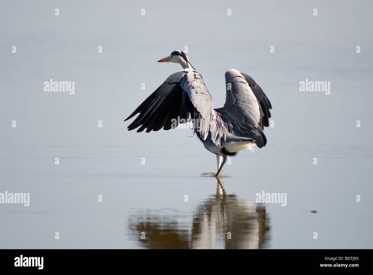 Bird with fish in beak Cut Out Stock Images & Pictures - Alamy