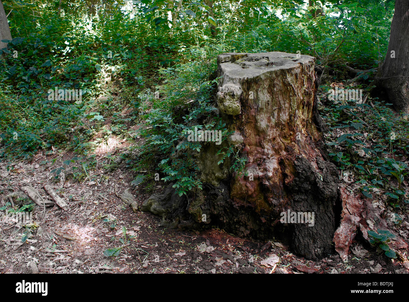 large Black Locust (Robinia pseudoacacia L.) tree stump in shady ...