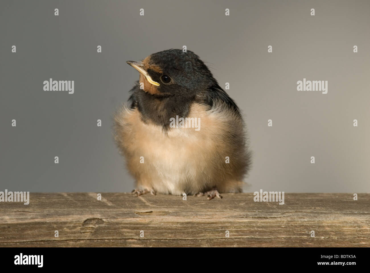 Swallow fledgling hi-res stock photography and images - Alamy