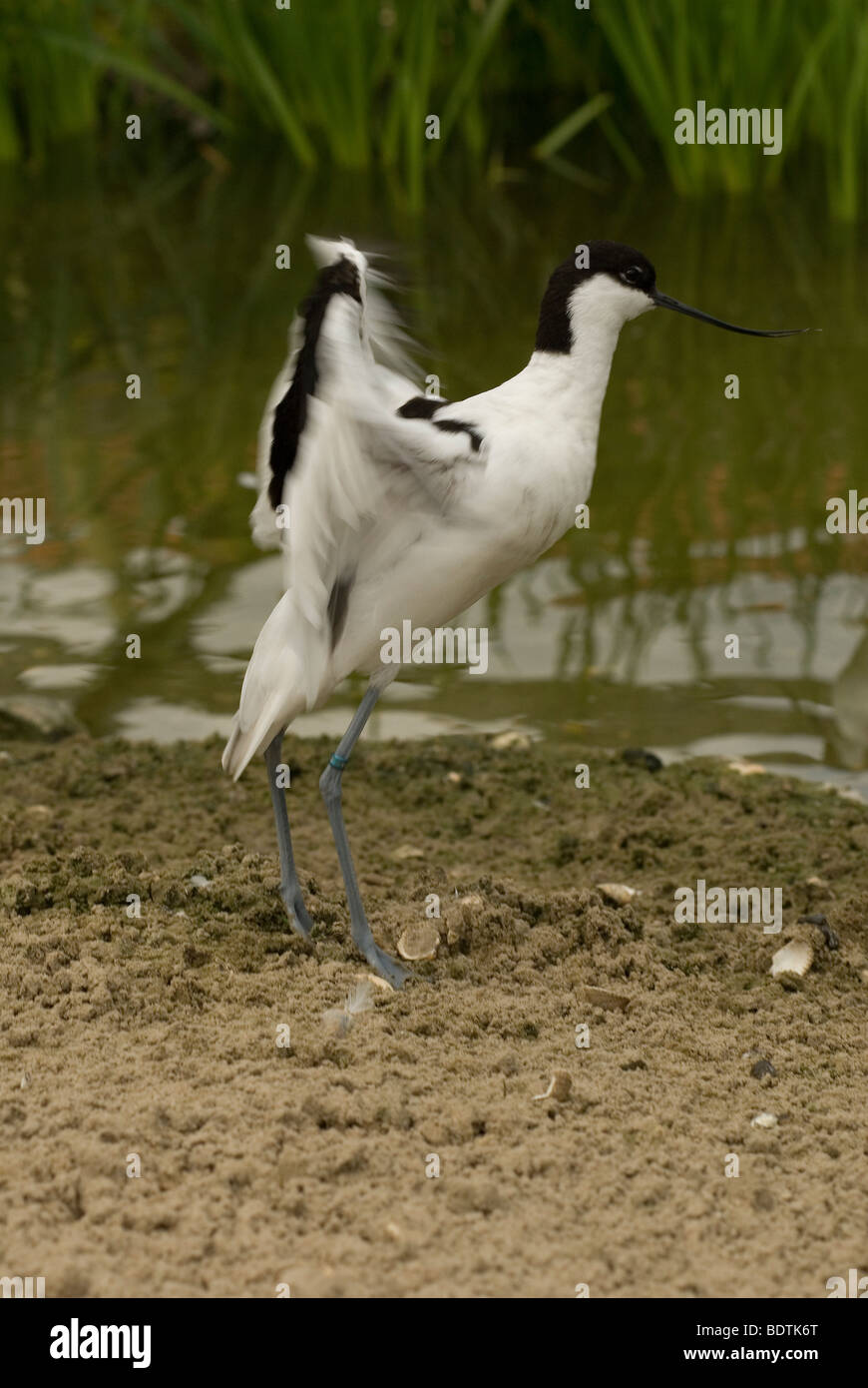 Avocet bird hi-res stock photography and images - Alamy