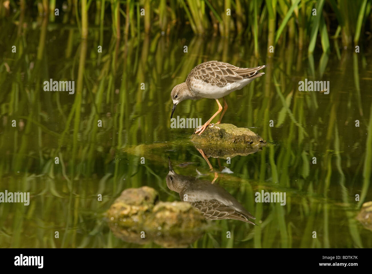 Red shank bird hi-res stock photography and images - Alamy