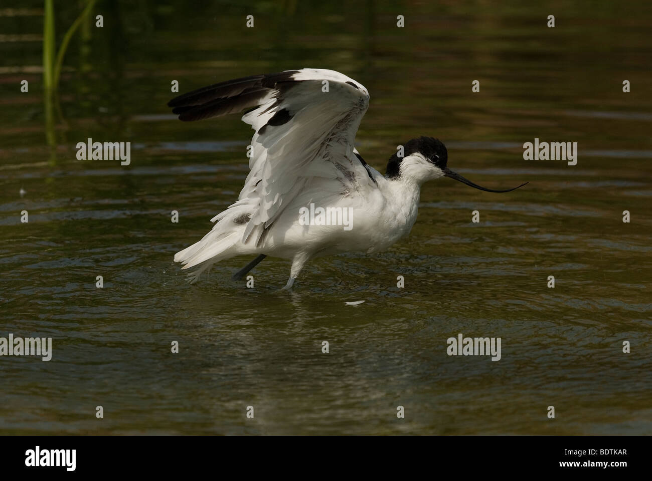 Avocet bird hi-res stock photography and images - Alamy