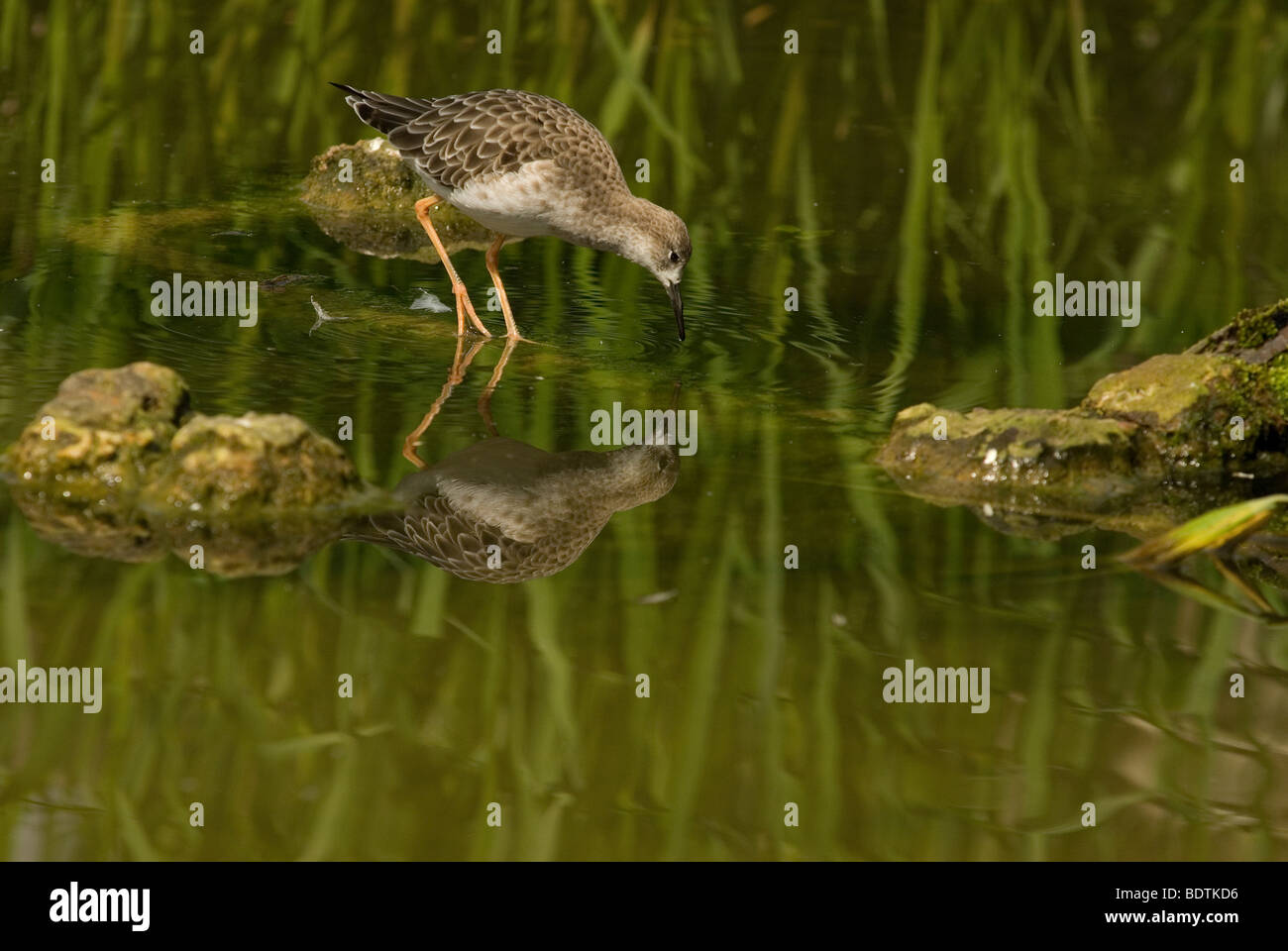 Red Shank Bird High Resolution Stock Photography and Images - Alamy
