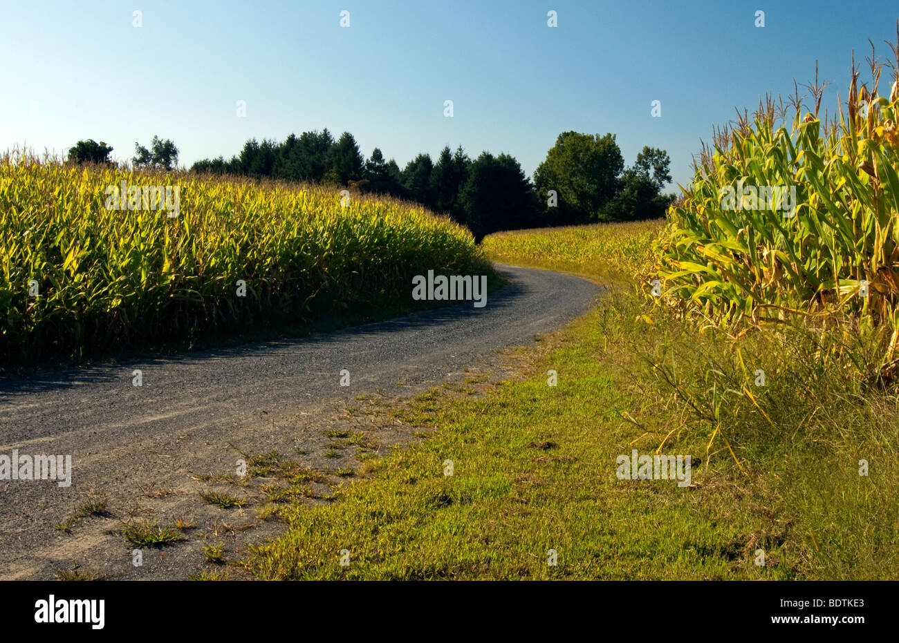 Road through corn field Stock Photo - Alamy
