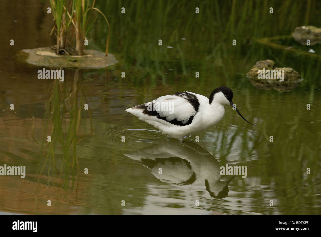 Avocet bird hi-res stock photography and images - Alamy