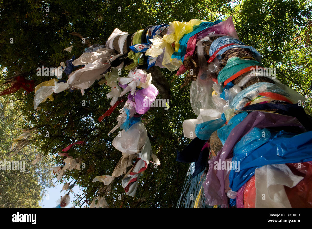 Strips of cloth tied to an oak tree as talisman by religious Jewish ...