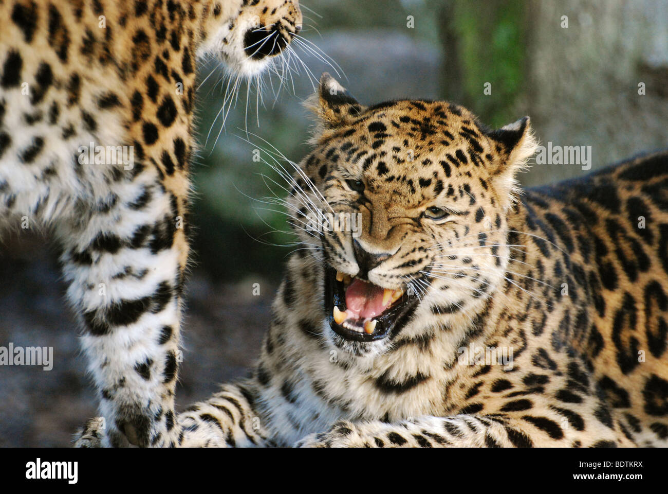 Leopard snarling hi-res stock photography and images - Alamy