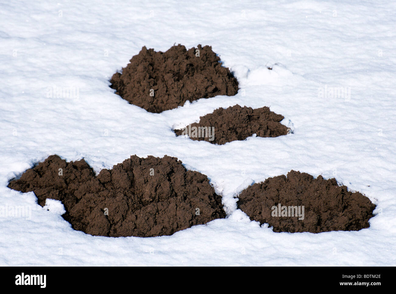 Mole on surface digging hi-res stock photography and images - Alamy