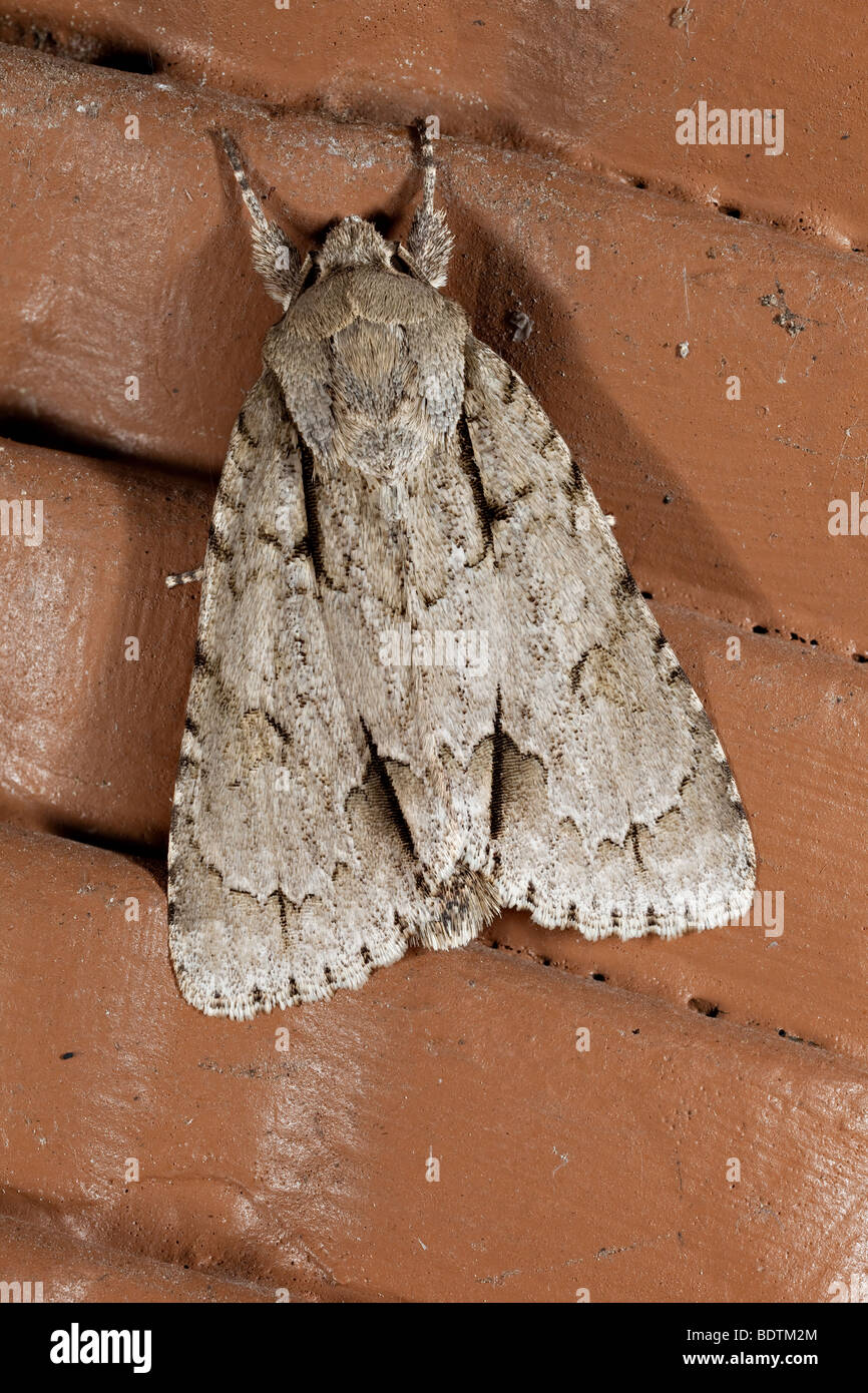 Dagger Moth on wood siding Stock Photo - Alamy