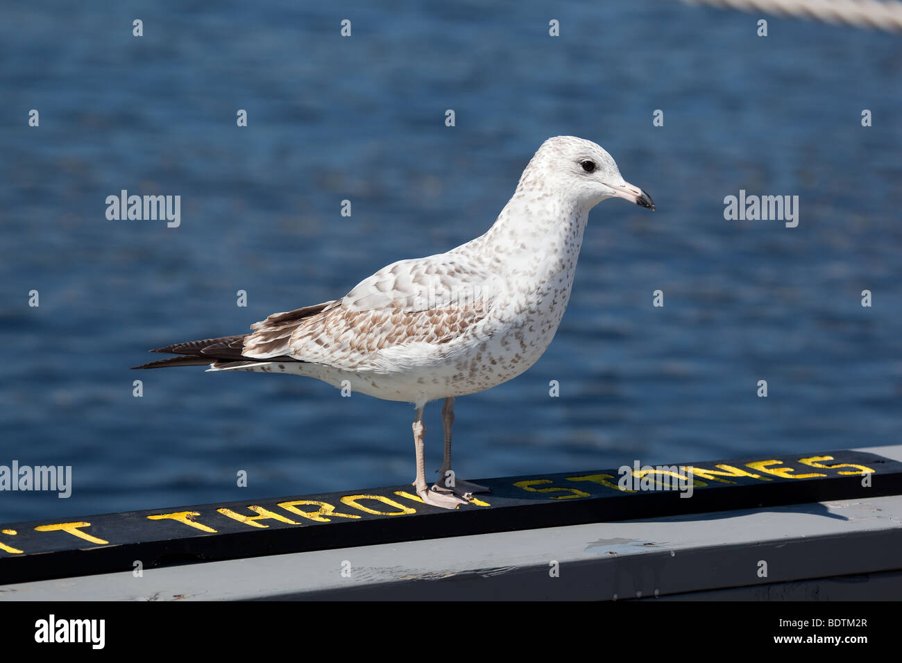 Dont throw stones hi-res stock photography and images - Alamy