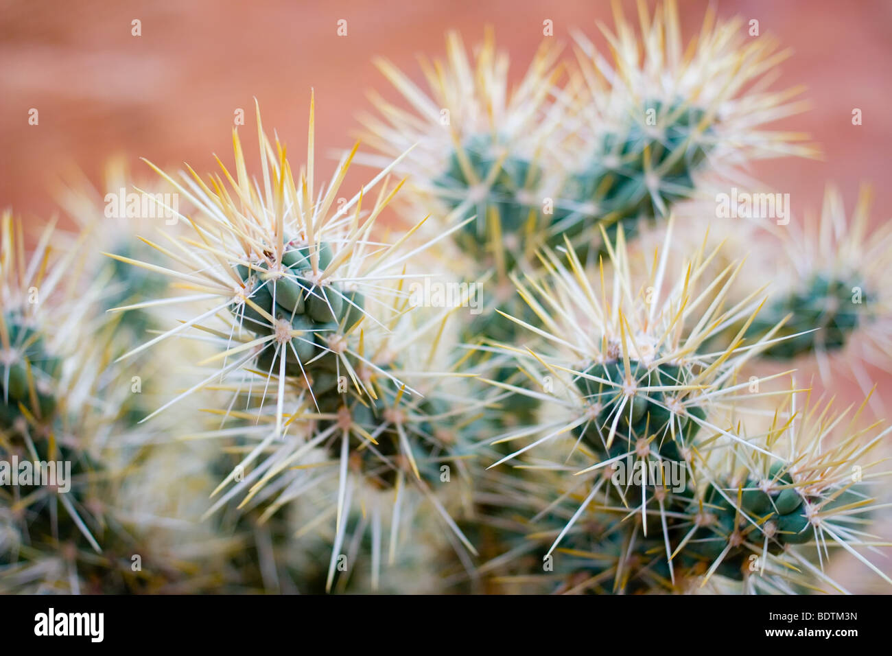 Sharp spiky plant hi-res stock photography and images - Alamy