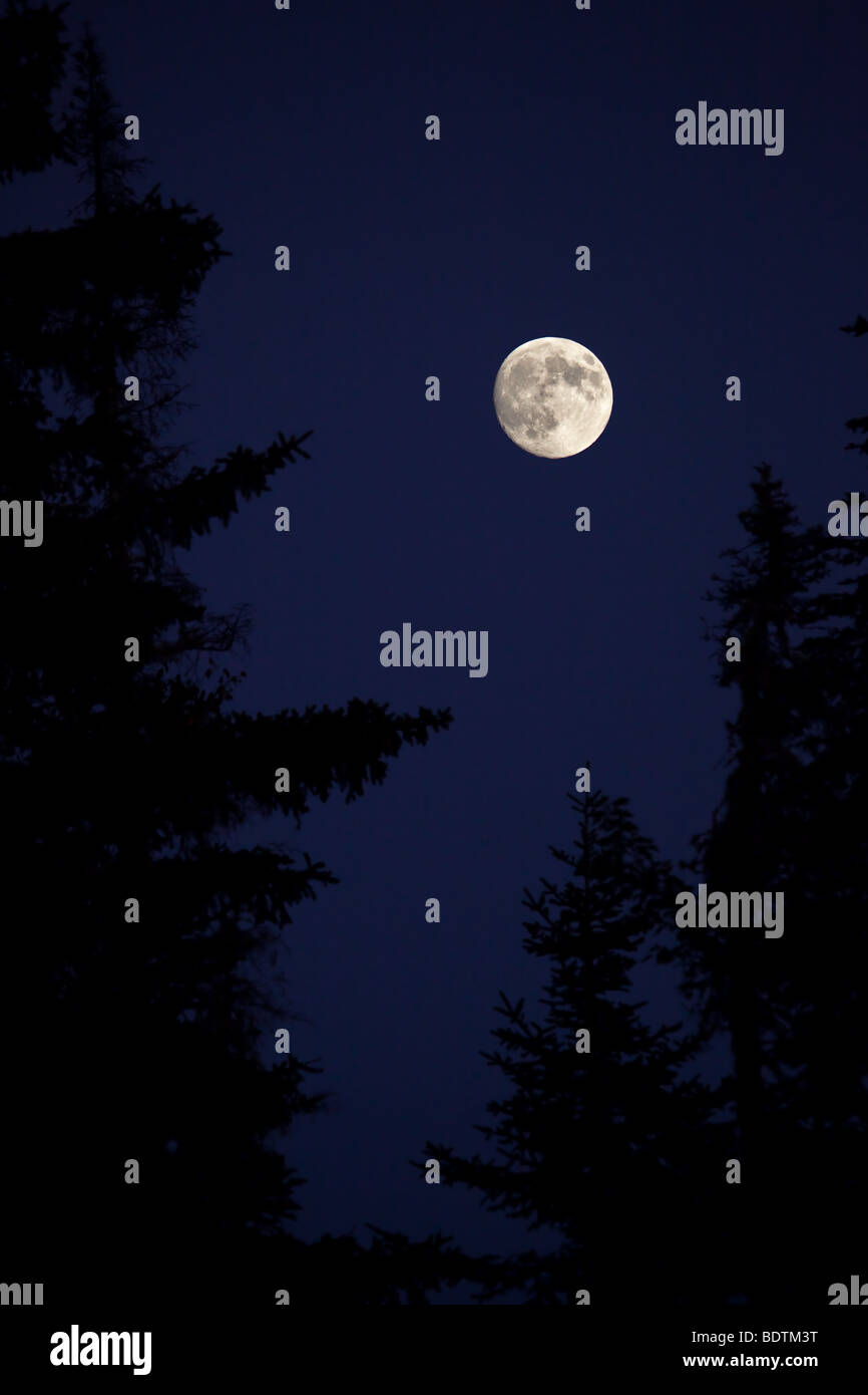 Moon over Evergreen Trees Stock Photo - Alamy