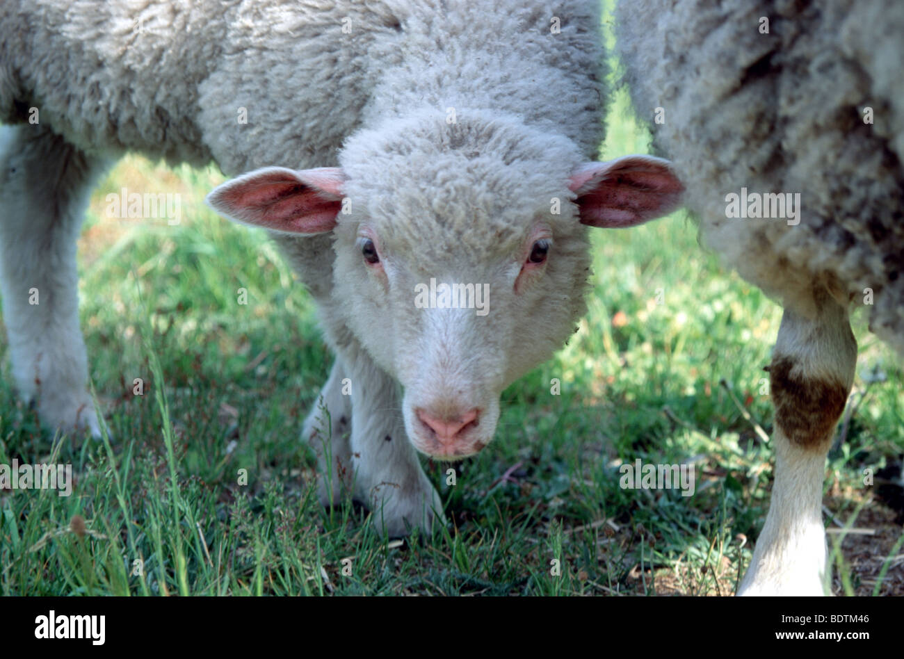 Sheep husbandry hi-res stock photography and images - Alamy