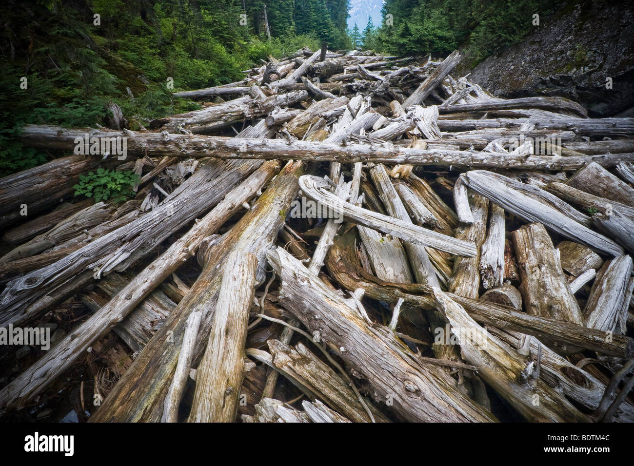 a river choked with logs Stock Photo - Alamy