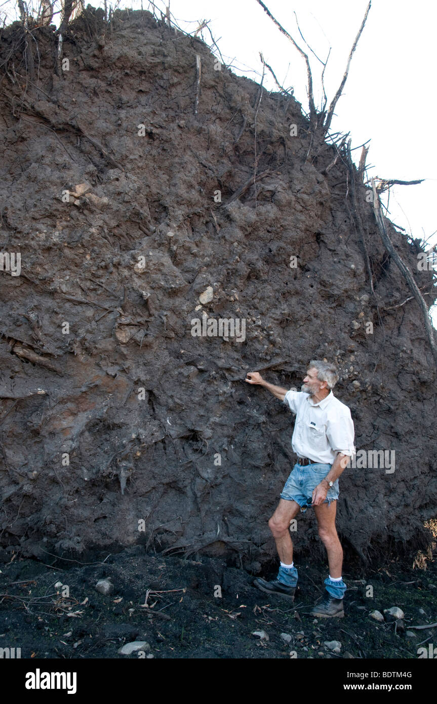 Fallen out of tree hi-res stock photography and images - Alamy