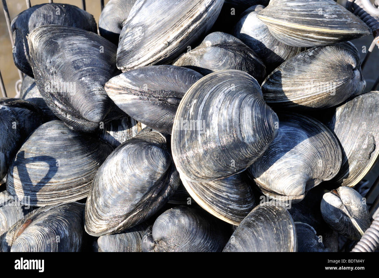 Ocean quahog shell hi-res stock photography and images - Alamy