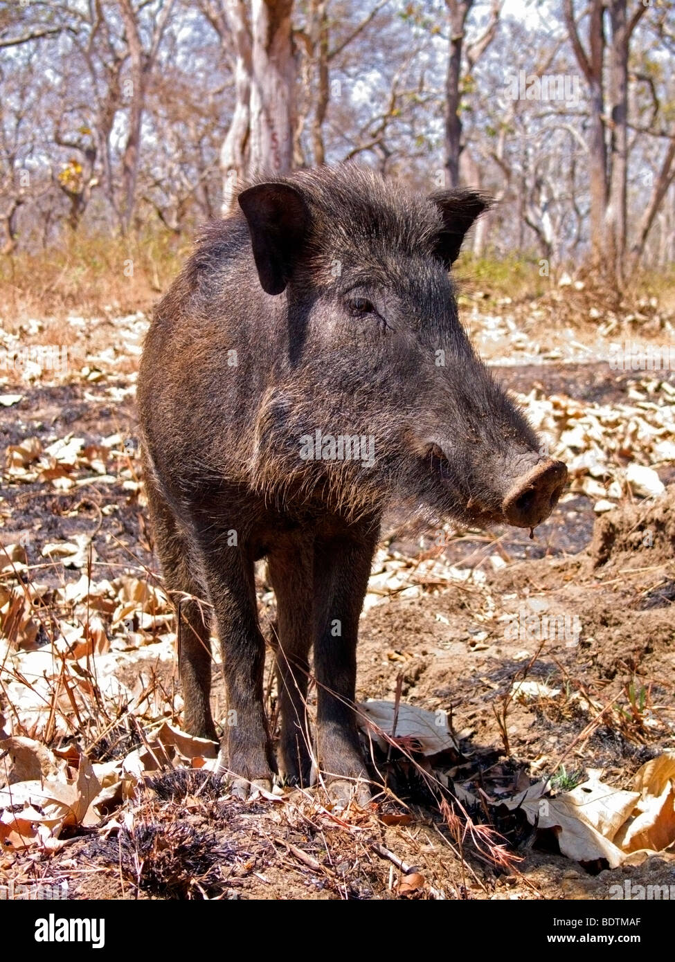 Wild Boar, Susscrofa Cristatus Stock Photo - Alamy
