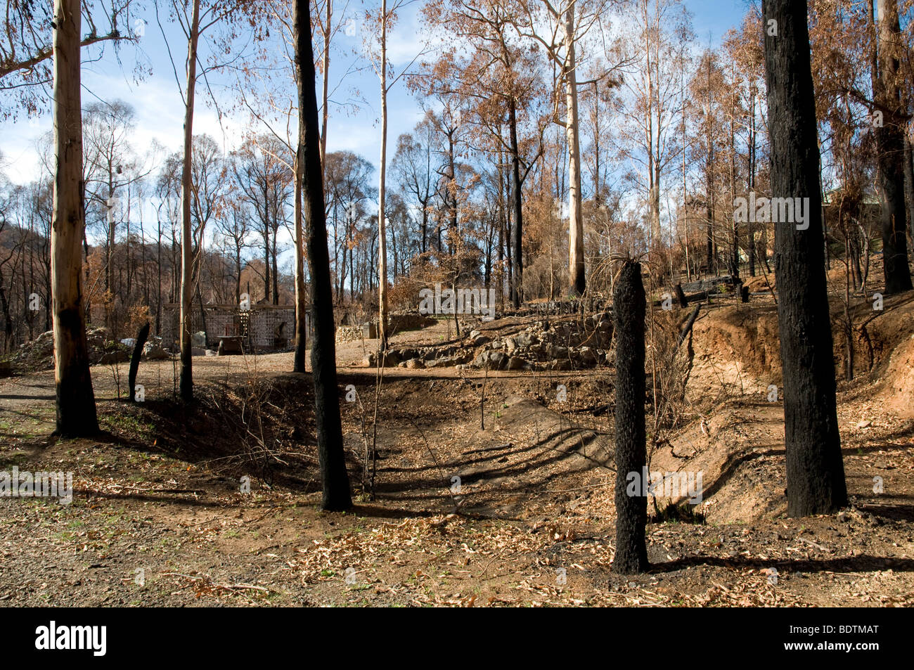 Charred Forest After Fire High Resolution Stock Photography and Images ...