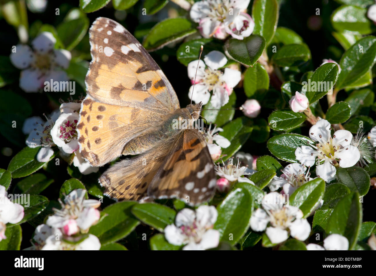 Painted Lady Vanessa cardui Stock Photo - Alamy