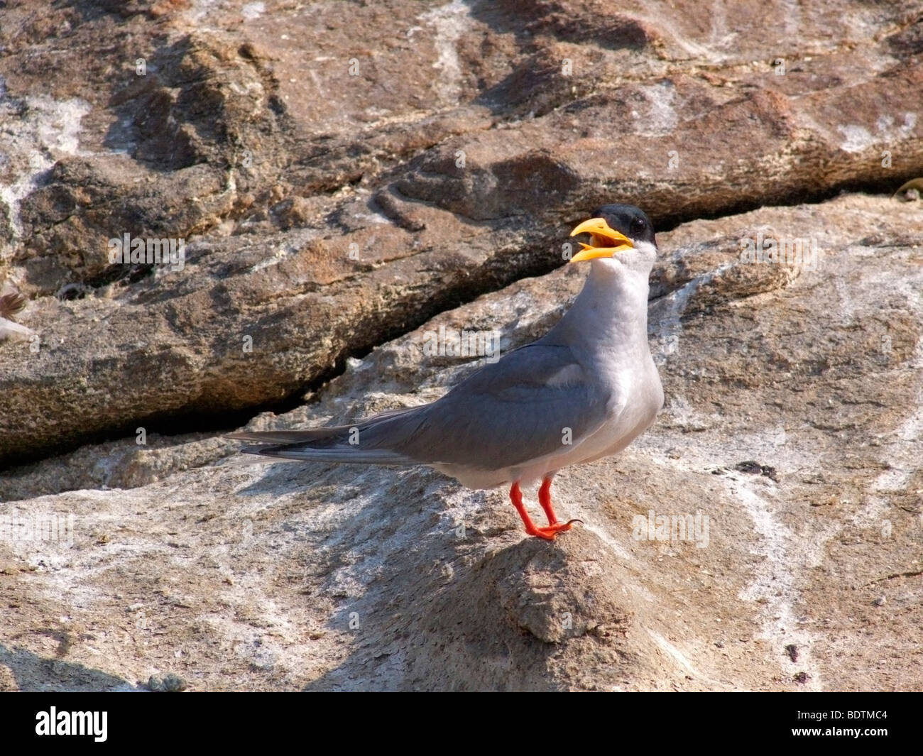 River tern, Sterna aurantia Stock Photo - Alamy