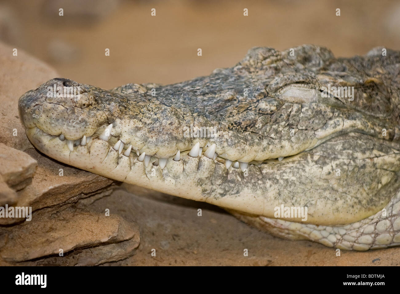 A smiling crocodile rests his head on the rocks Stock Photo - Alamy