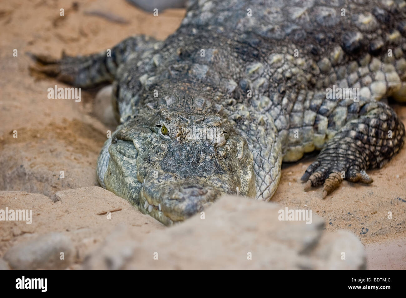 Crocodile with one eye open and skin Stock Photo - Alamy