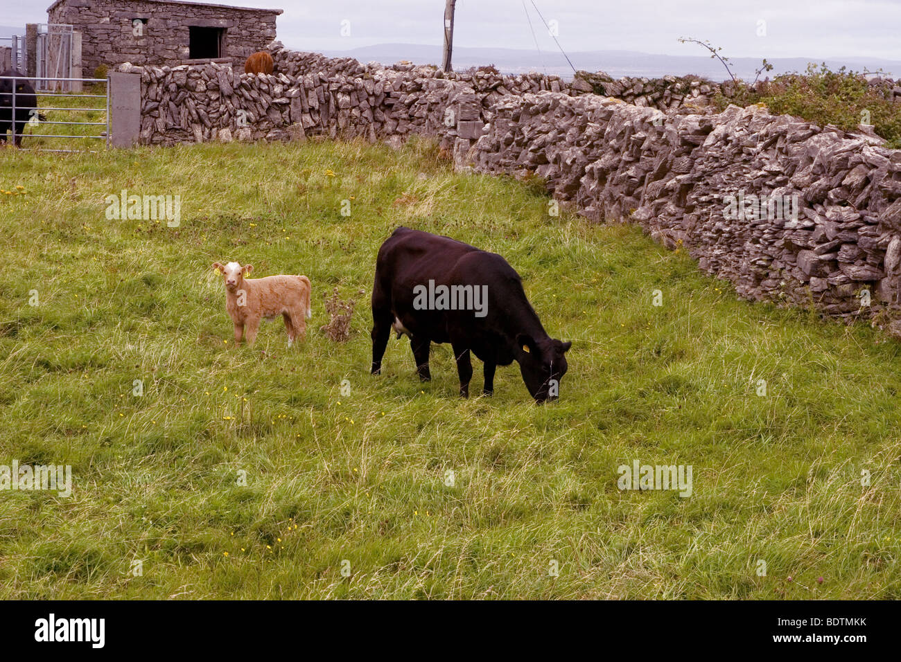 Cow and Calf in field lined with traditional stone-walls, Inis Mor ...