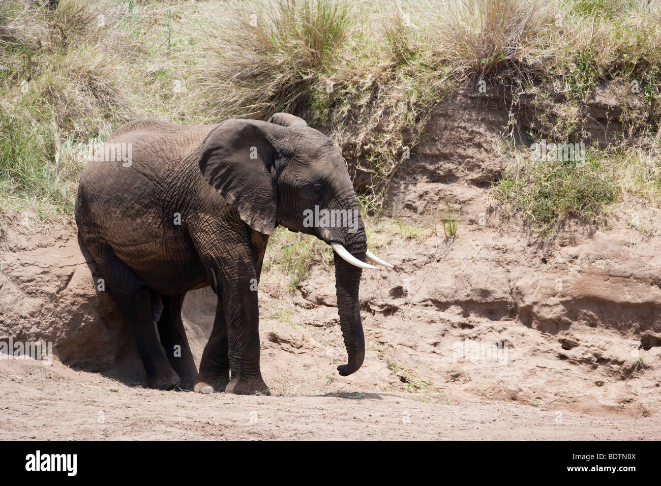 Funny juvenile male African Elephant leaning back against a dirt bank ...