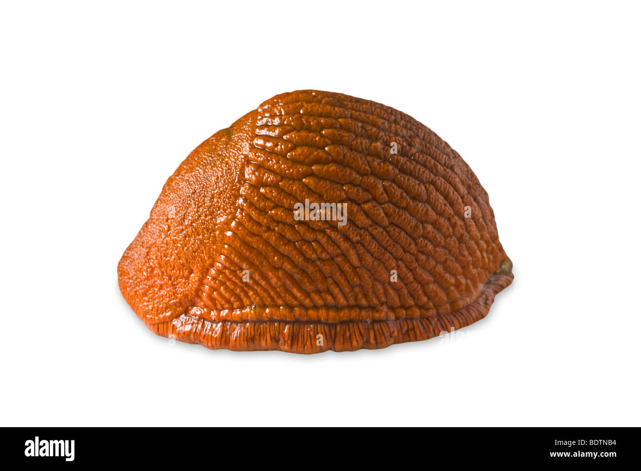 Orange slug hi-res stock photography and images - Alamy
