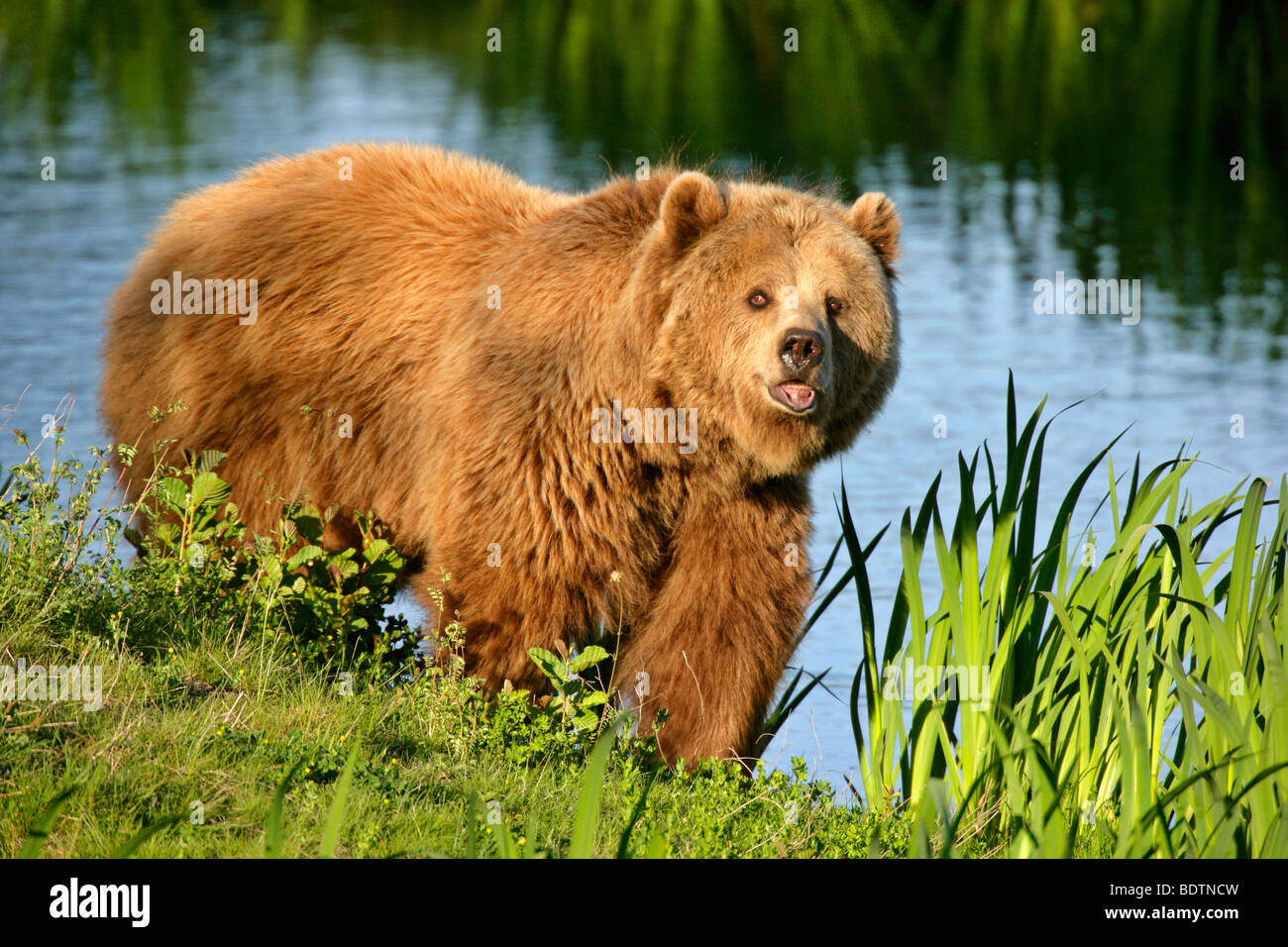 Bear like animal hi-res stock photography and images - Alamy