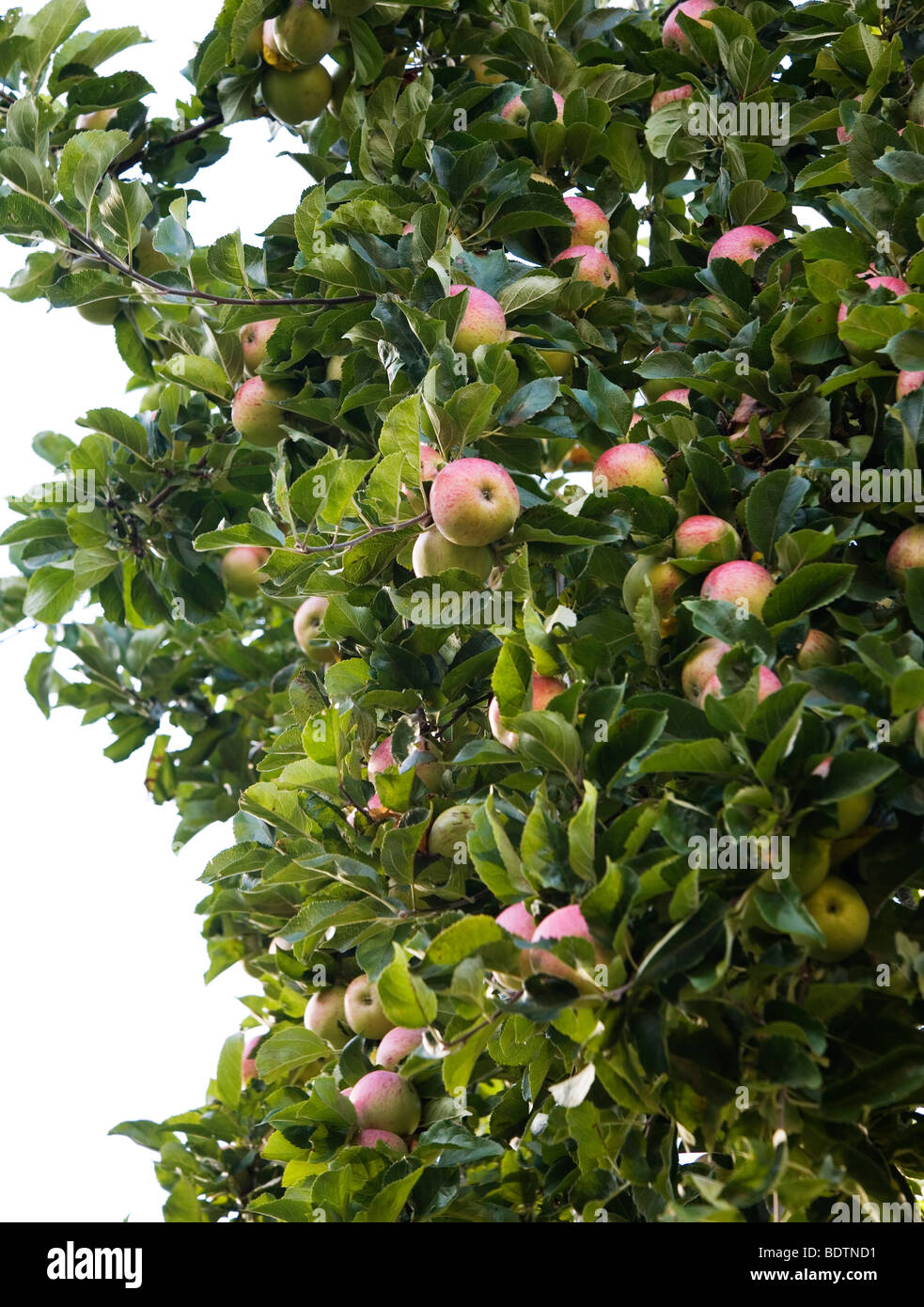 No one grows food with fruit hi-res stock photography and images - Alamy