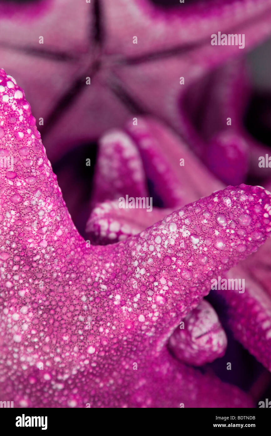 Uk sea fish underwater hi-res stock photography and images - Alamy